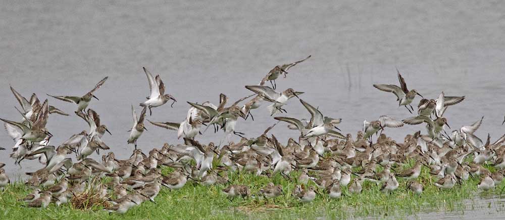 Birding: Our Peninsula’s January birds | Chinook Observer