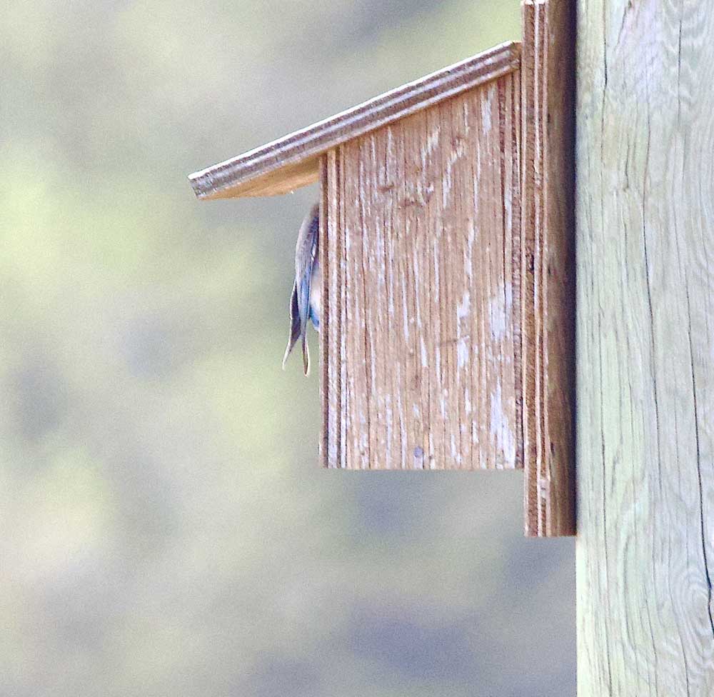 Birding: Welcome homes for the birds of spring and summer! | Chinook ...