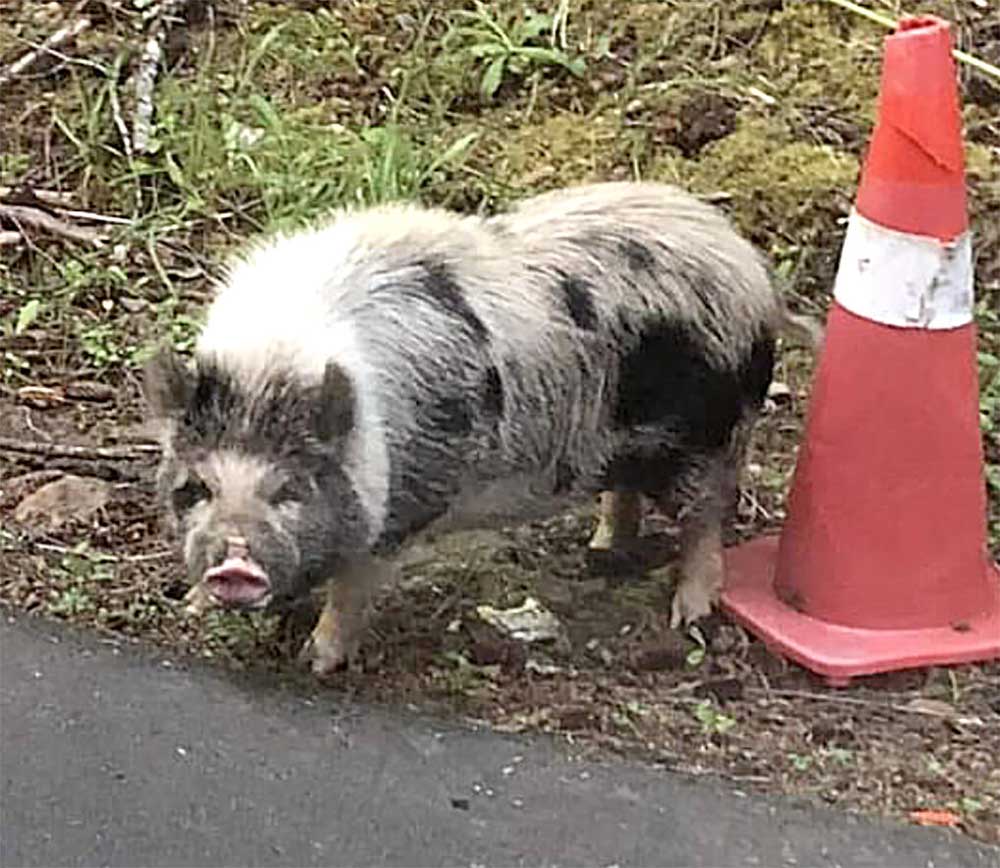 Dispatch Reports | Chinook Observer