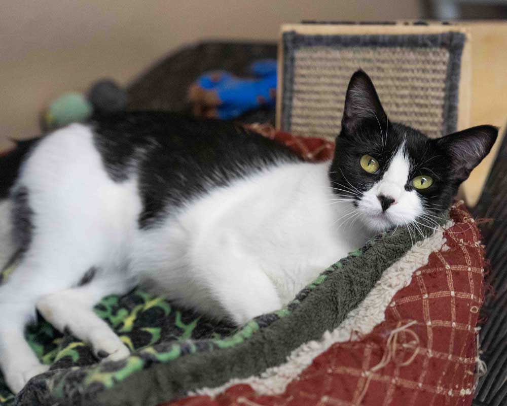 Animal Shelter Report: Hershey and Jetty are our first dog/cat/duo Pets ...