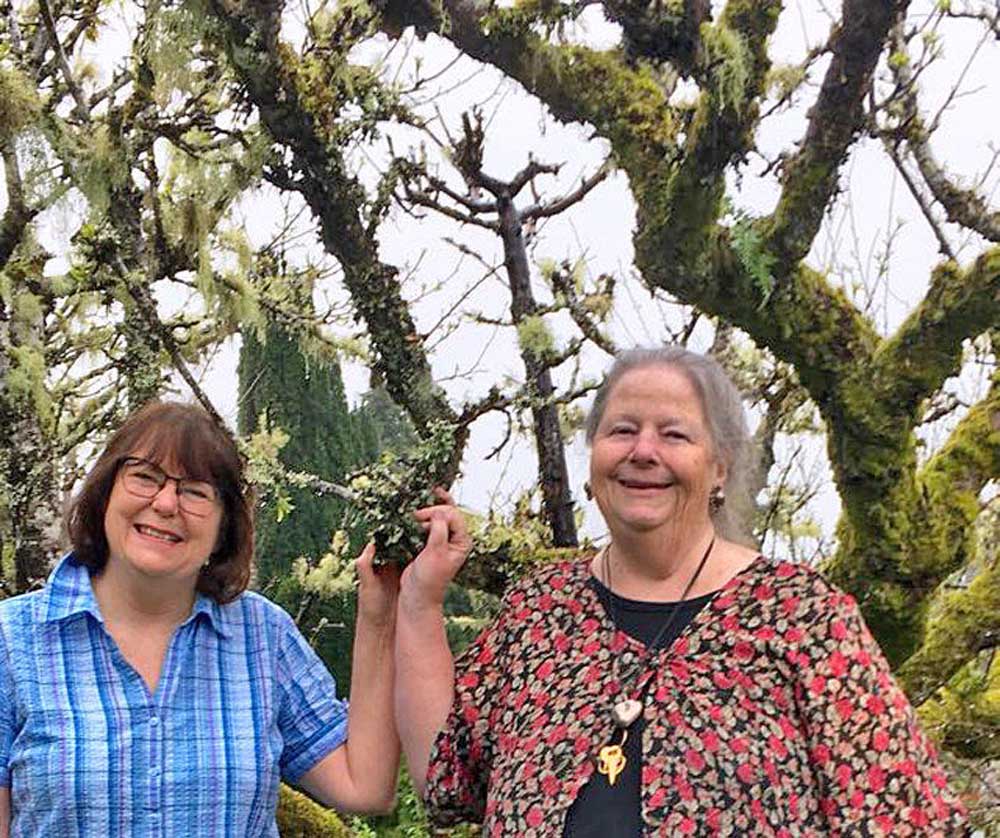 Coast Chronicles: IDing Pacific County’s heirloom fruit trees | Chinook ...