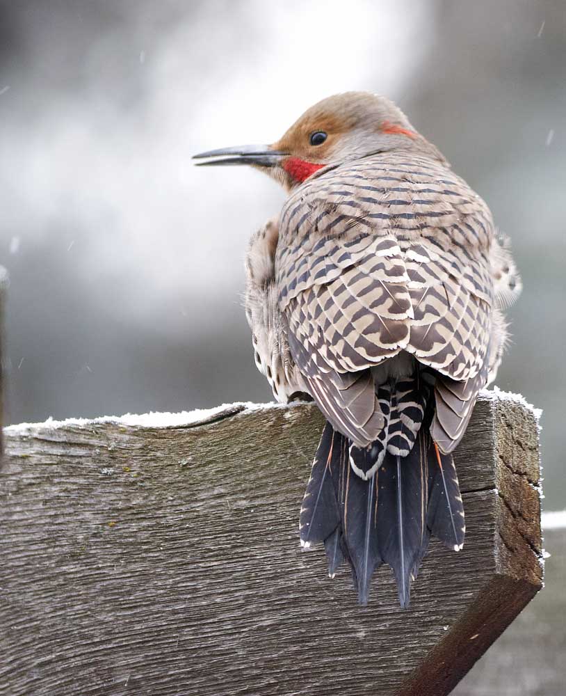 Birding: Coming together for the love of birds! | Chinook Observer