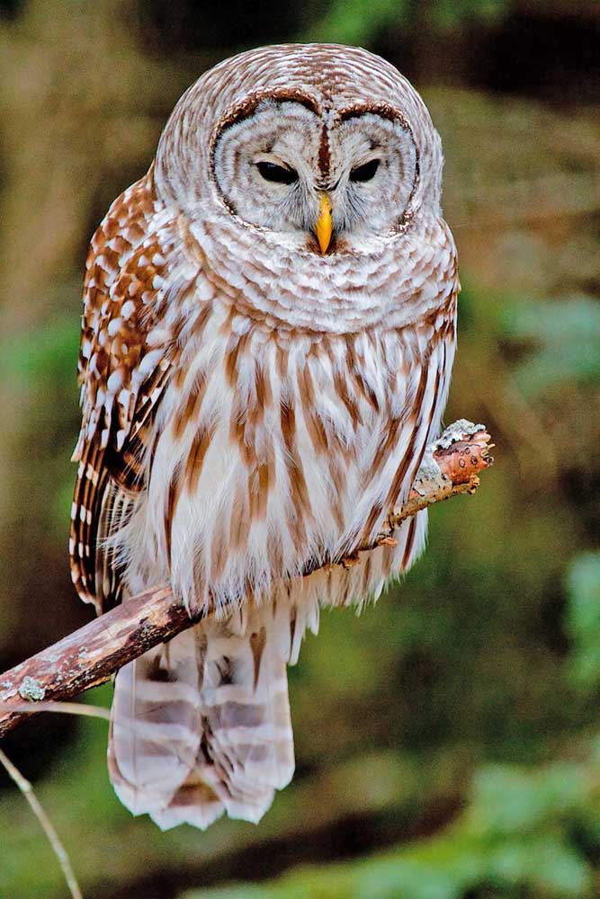 Birding: Look for birds that give a hoot! | Chinook Observer