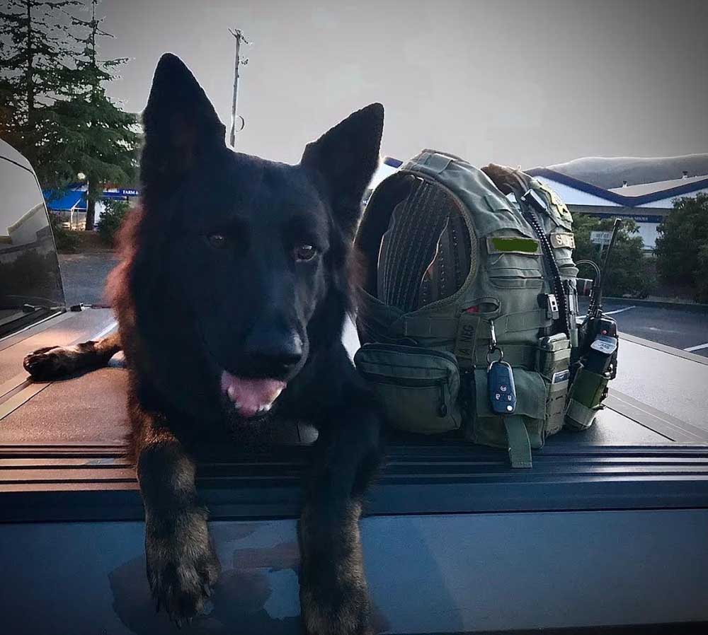 Deputy and K9 work as dynamic duo — despite a lapsed certification | Chinook Observer