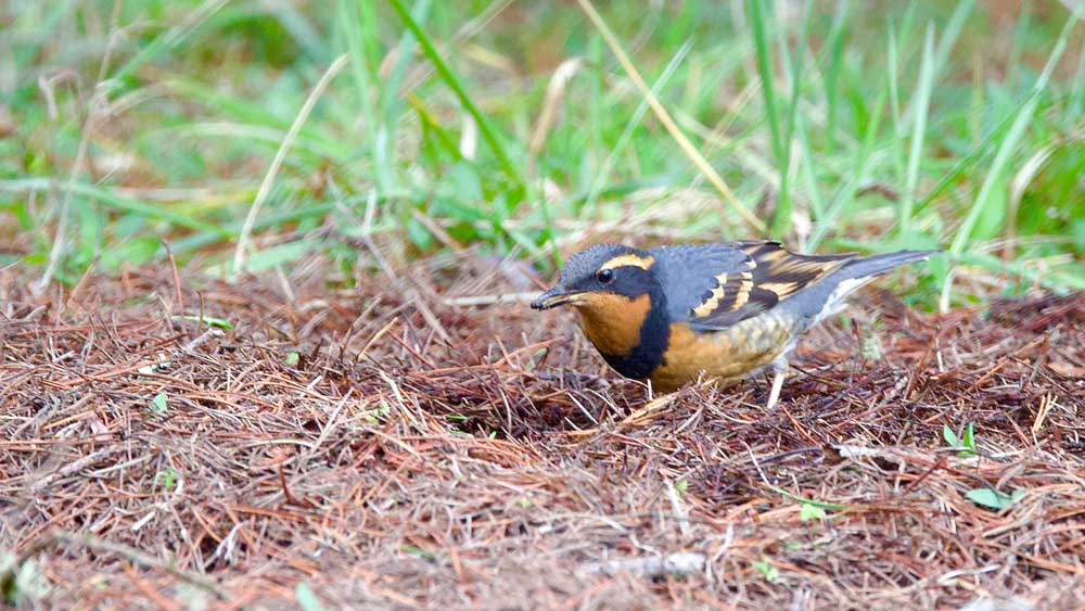 Birding: More backyard birds of the Peninsula | Chinook Observer