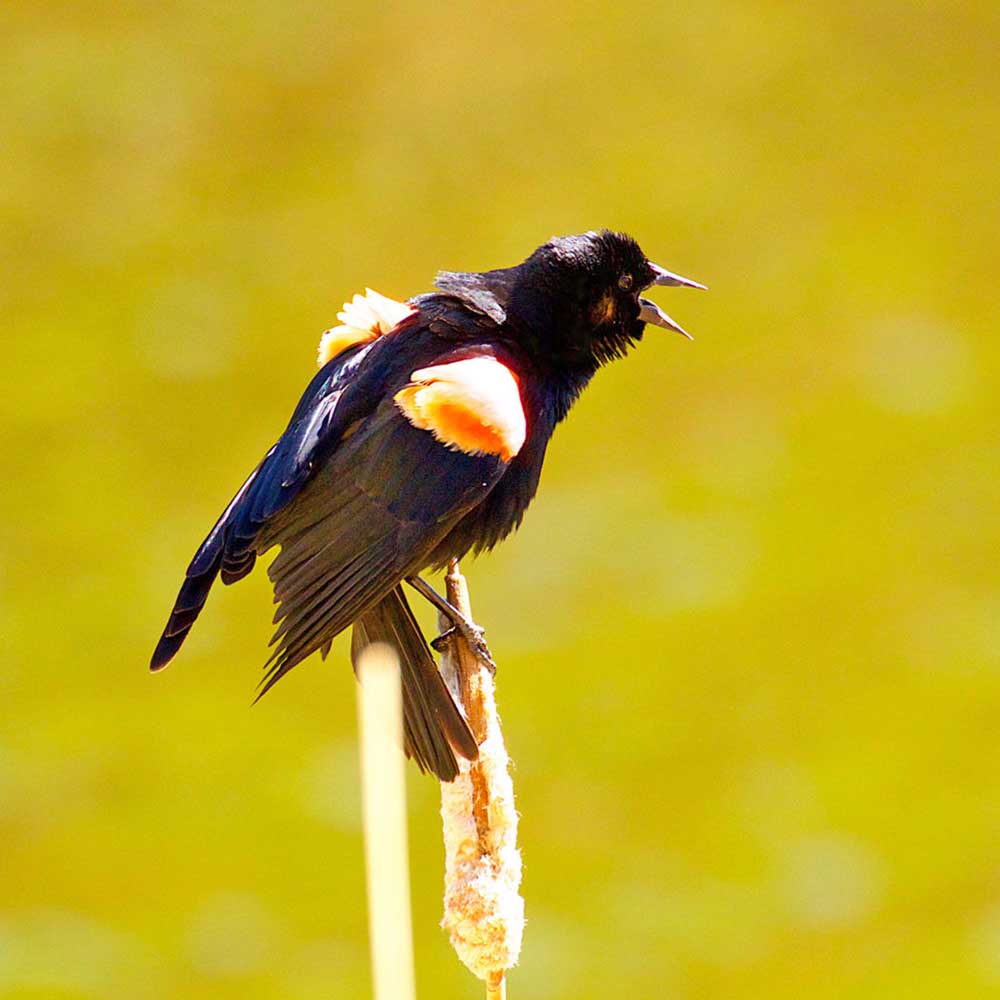 Birding: Great Backyard Bird Count IDs dozen of local species | Chinook ...