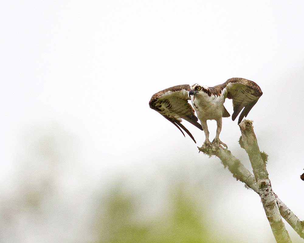Birding: It may seem like forever before we see this bird again ...