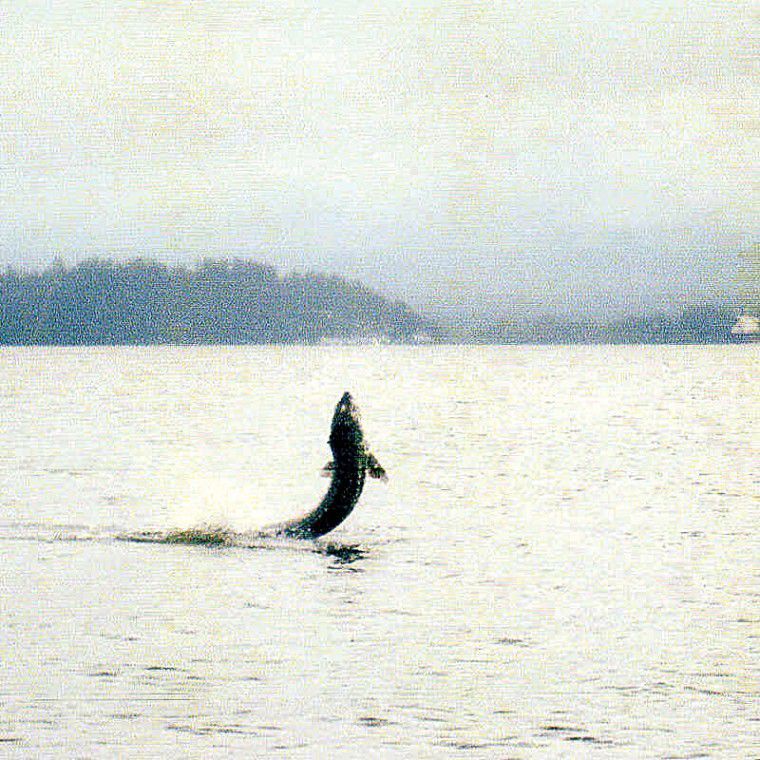 Chinook ocean fishery reopens! | Chinook Observer