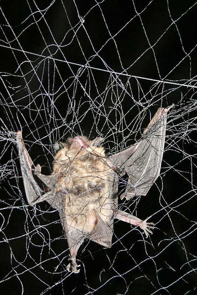 Beneficial bats help control insects in the garden | Chinook Observer