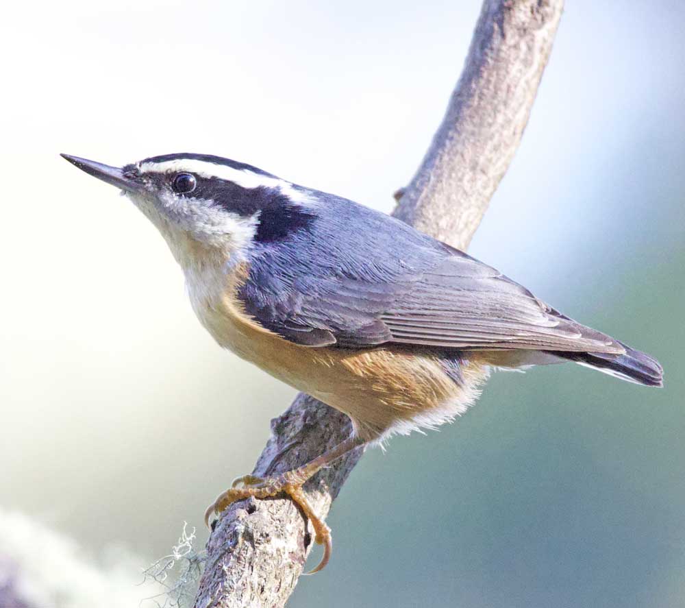 Birding: Peninsula birds of autumn | Chinook Observer