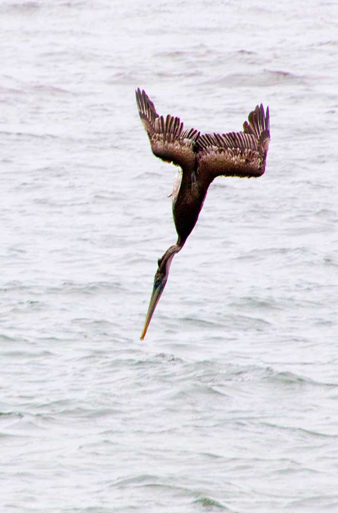 Pacific tree frogs and other observations around town | Chinook Observer