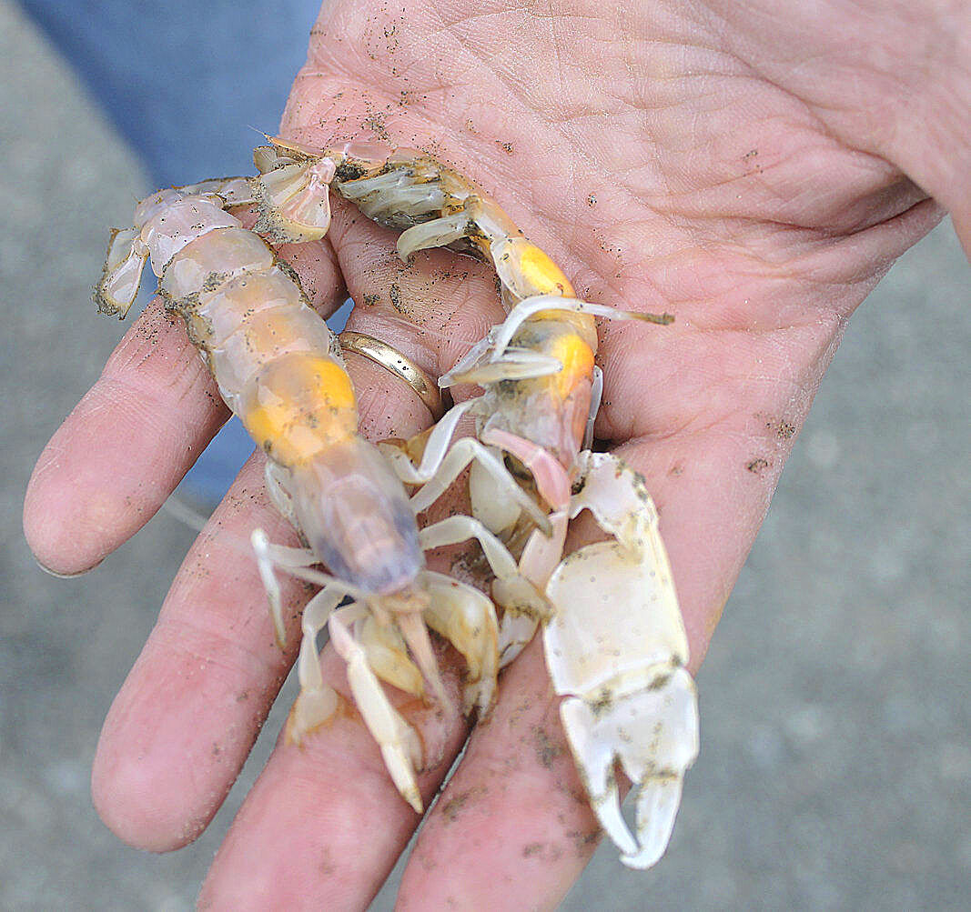 Shrimp spray fight ending for now | Chinook Observer