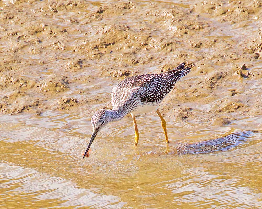 A photo essay: Shorebirds are fascinating and inspiring | Chinook Observer