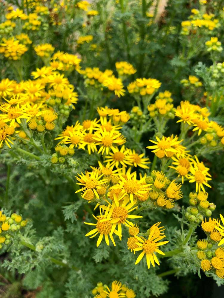 Control toxic tansy before it goes to seed | Chinook Observer