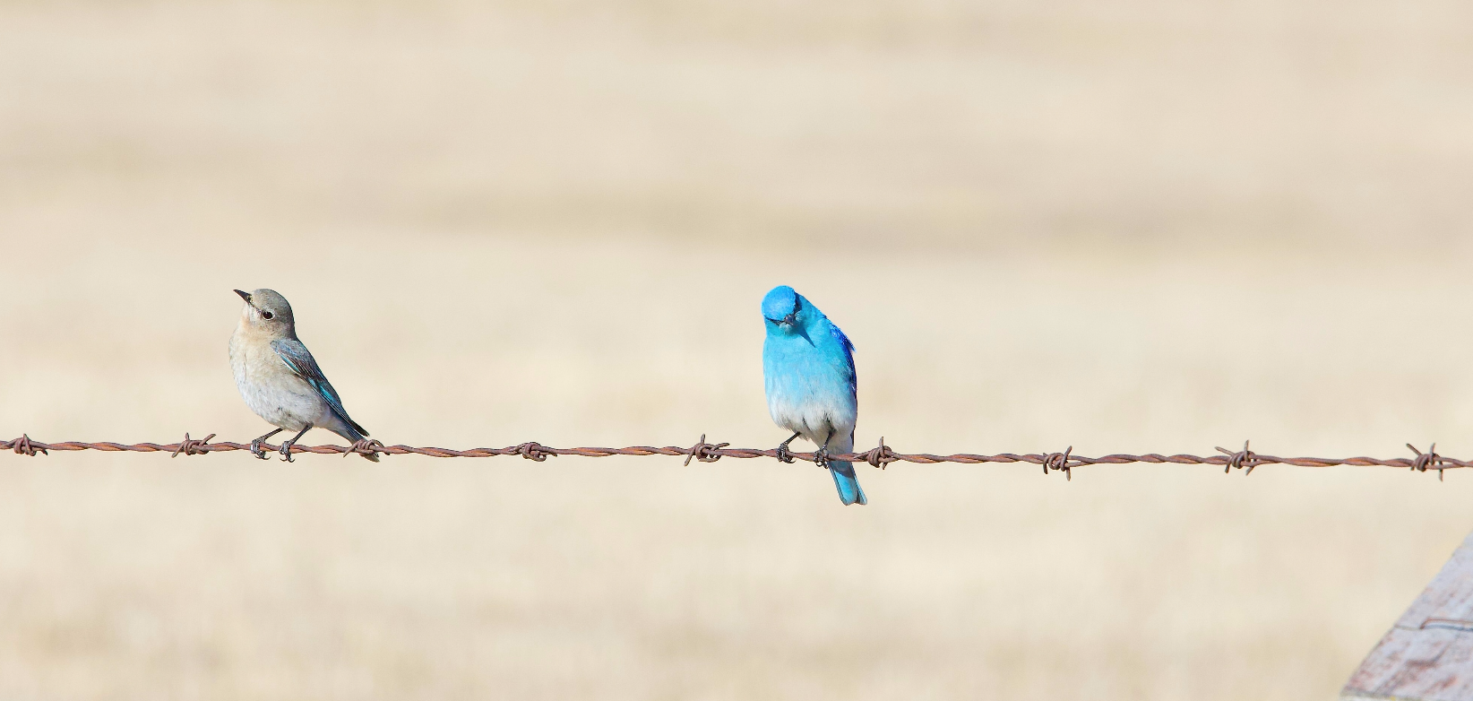 Birding: It was a very happy ‘Bird-Day’ | Chinook Observer