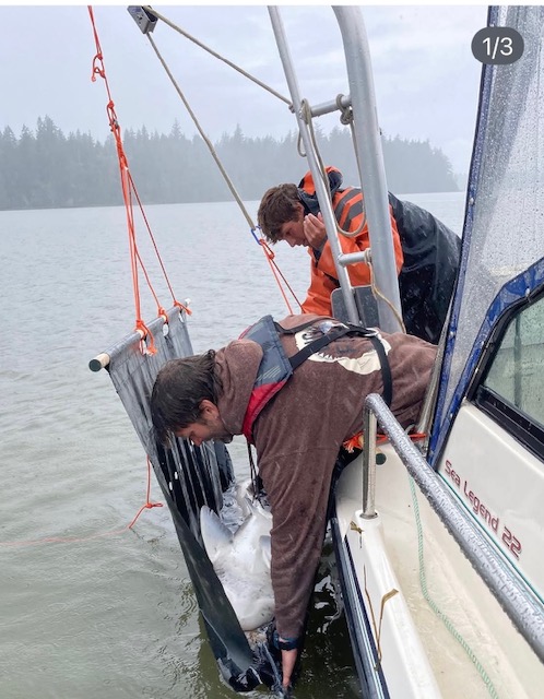 Sharks galore in Willapa Bay: Complex, beneficial predators are studied ...