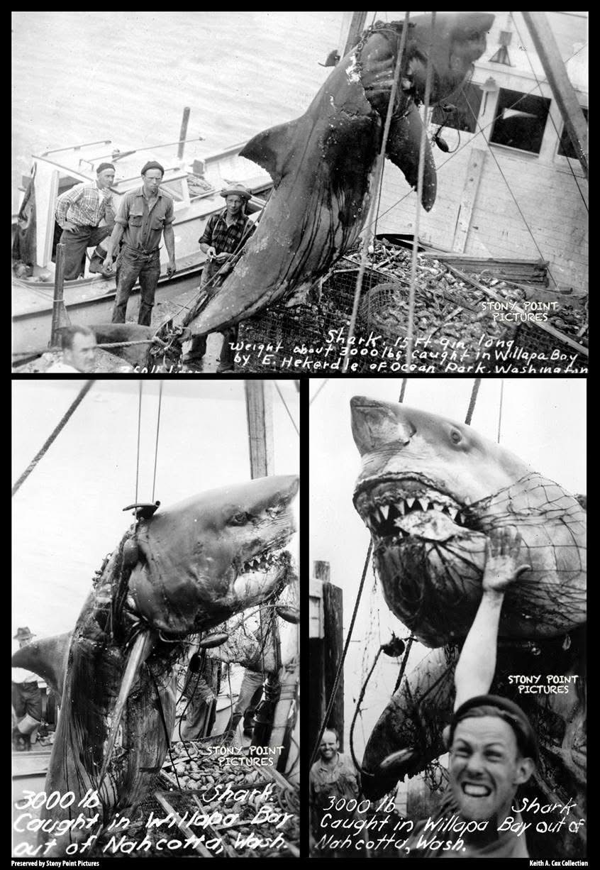 Sharks galore in Willapa Bay: Complex, beneficial predators are studied ...