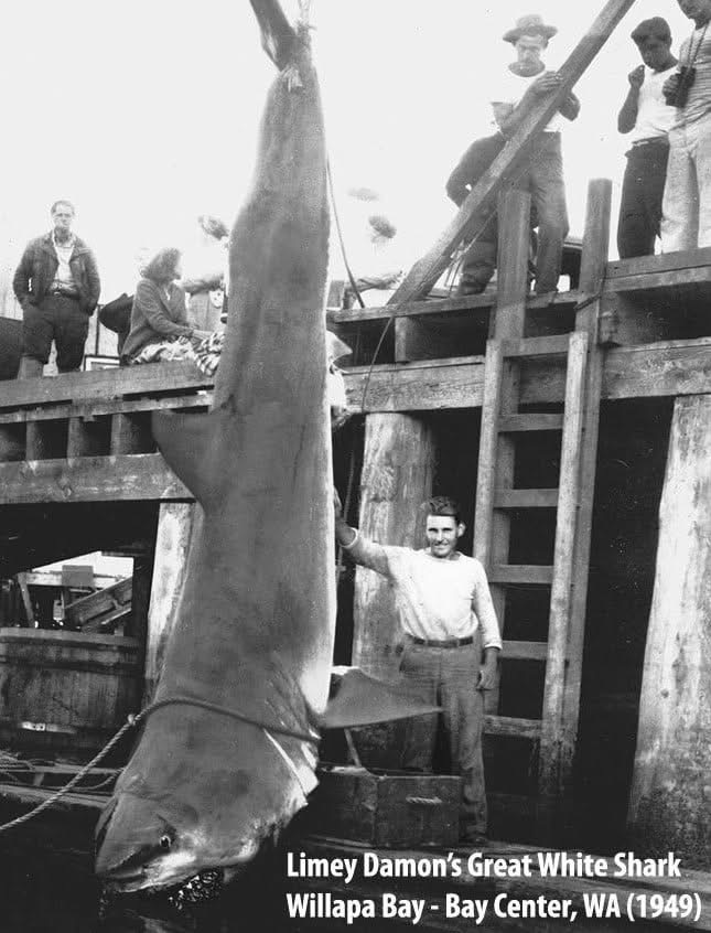 Sharks galore in Willapa Bay: Complex, beneficial predators are studied ...