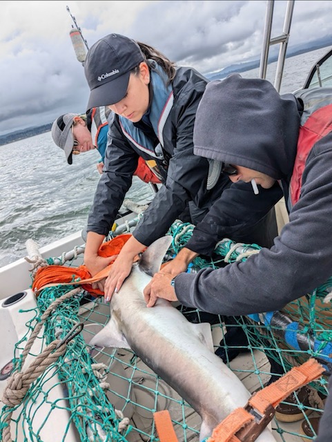 Sharks galore in Willapa Bay: Complex, beneficial predators are studied ...
