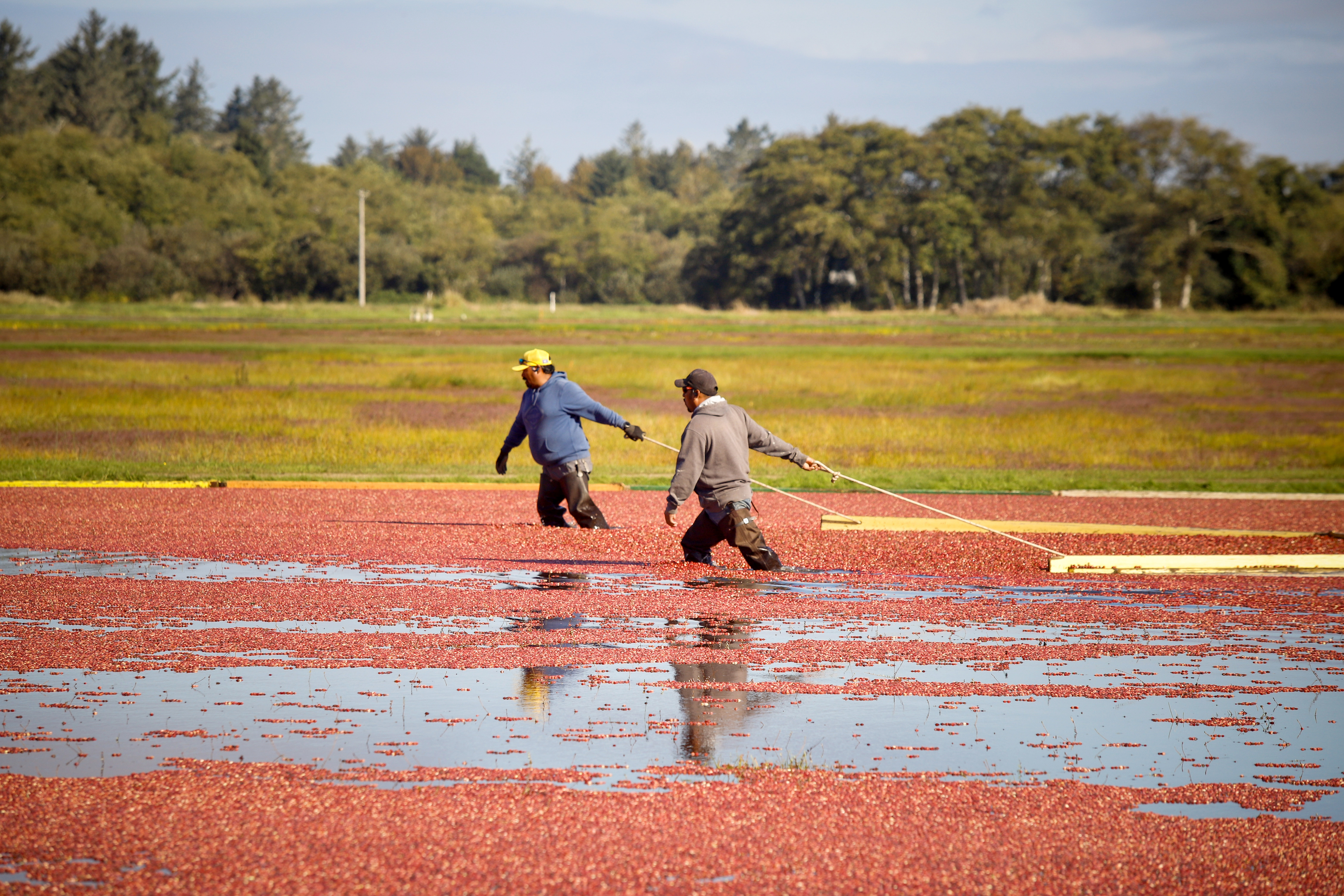 Vines of time: Cranberry farmer reflects on 45 years at first harvest ...