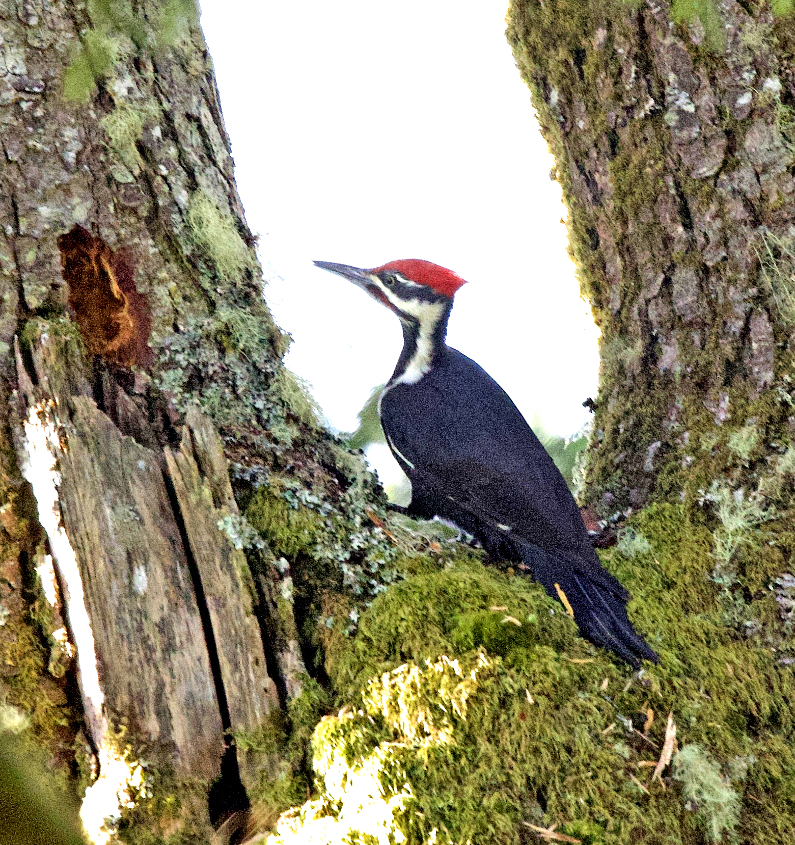 Birding – Knock on wood: Best bird of the day | Chinook Observer