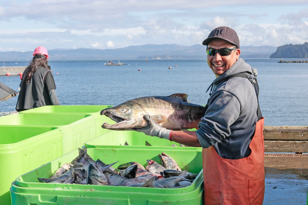 Willapa caviar: Chum are bay’s autumn bounty | Chinook Observer