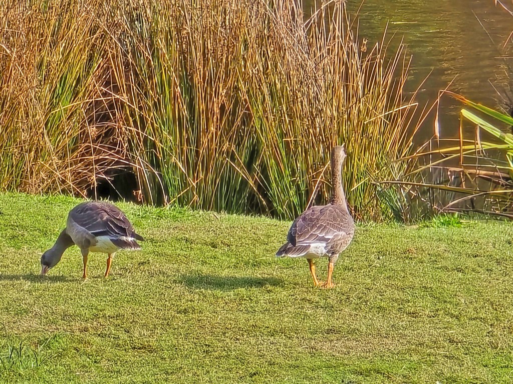 Birding: I spy with my little eye! | Chinook Observer