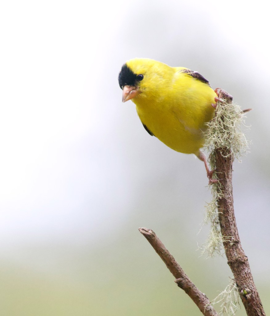 Birding: Finches: Beauties of fall and winter | Chinook Observer