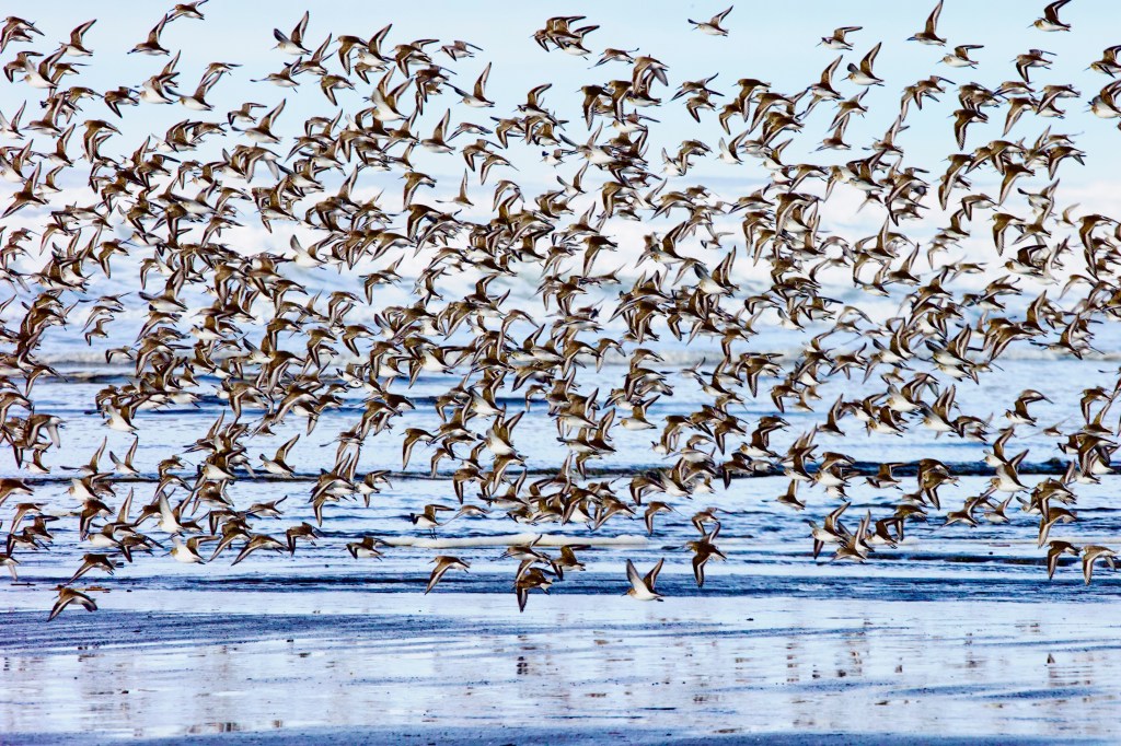 Birding: I spy with my little eye! | Chinook Observer