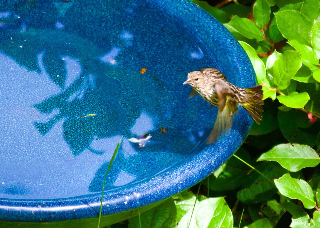 Birding: Finches: Beauties of fall and winter | Chinook Observer