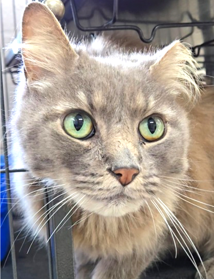 Animal Shelter Report: Yogi and Green Bean are adorable | Chinook Observer