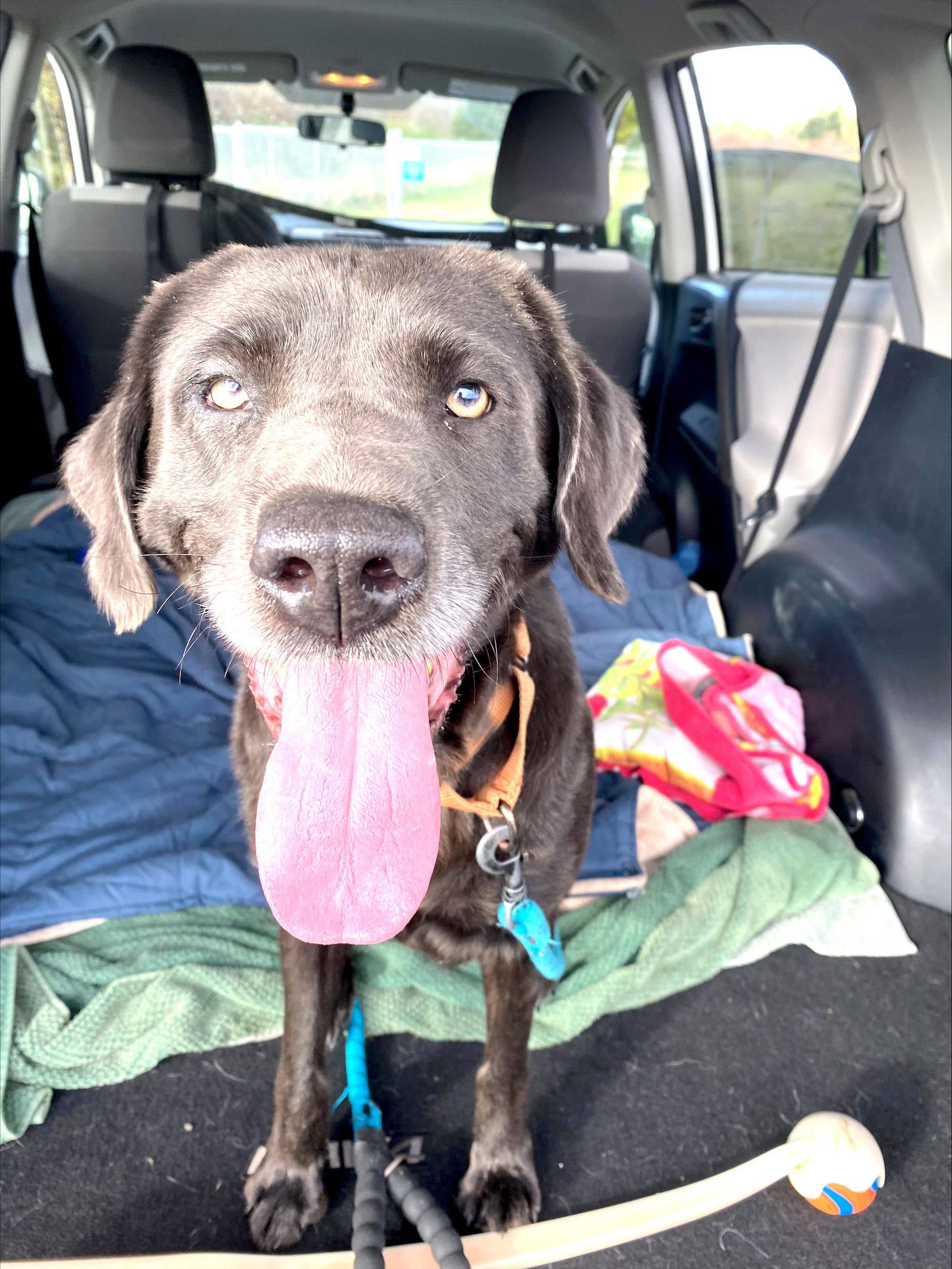 Animal Shelter Report: A perfect pick of precious pets | Chinook Observer