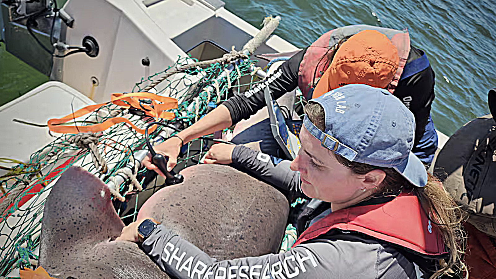 Why do sharks love Willapa Bay? Northwest scientists have some ideas ...