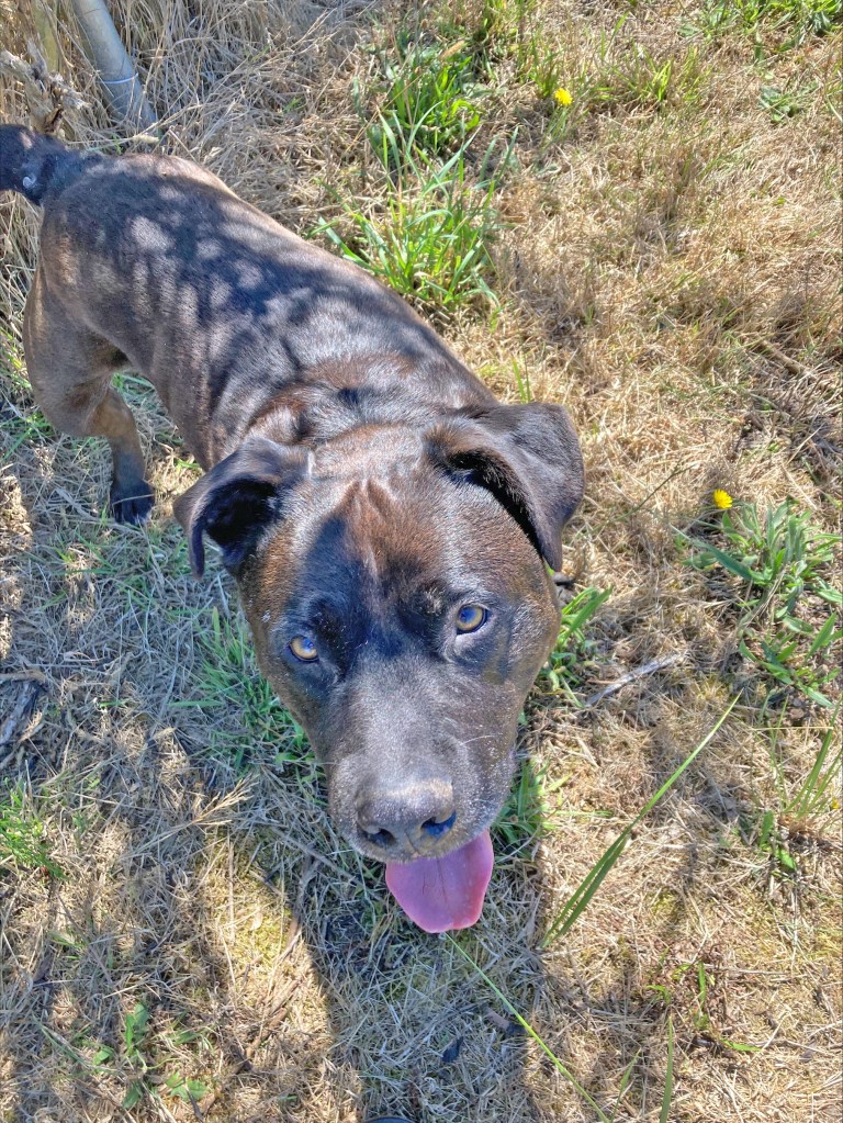 Animal Shelter Report: Yogi and Green Bean are adorable | Chinook Observer