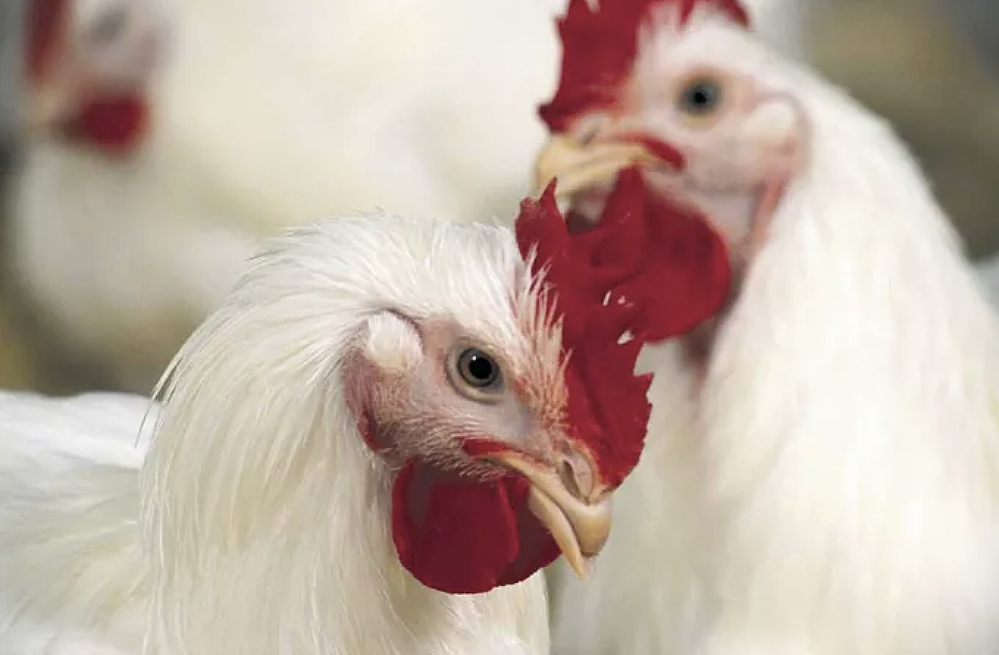Bird flu risk ‘low’ following Grays Harbor woman’s death | Chinook Observer