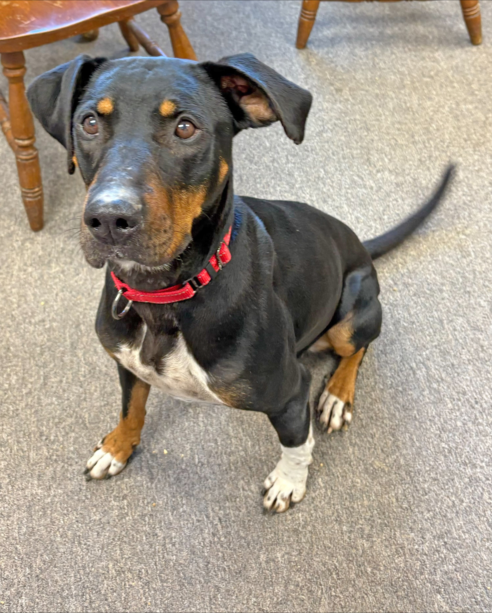 Animal Shelter Report: Come meet two great gals: Scarlett and Gigi ...