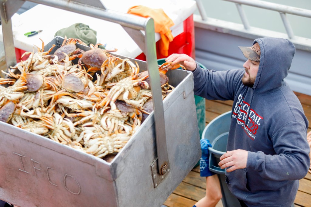 Crabbers catch fair winds, decent price | Chinook Observer