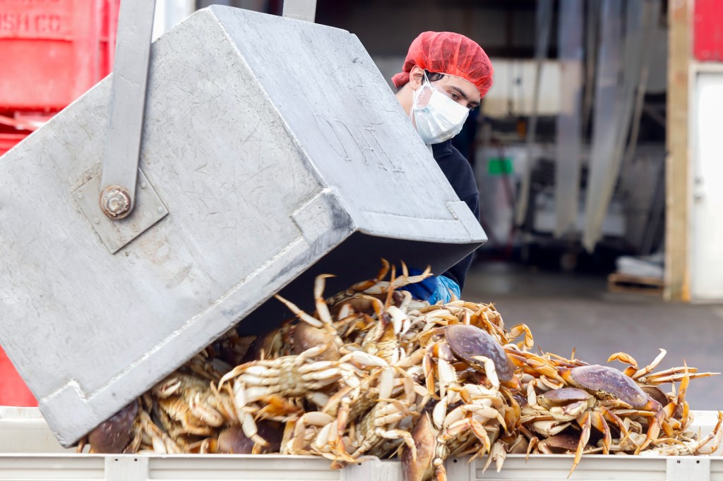 Crabbers catch fair winds, decent price | Chinook Observer