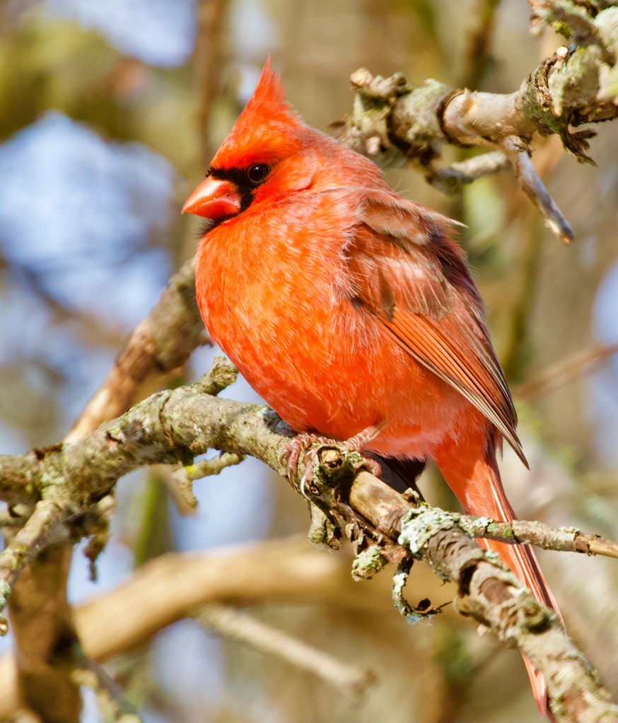 BIRDING: Plan on Great Backyard Bird Count 2026 | Chinook Observer