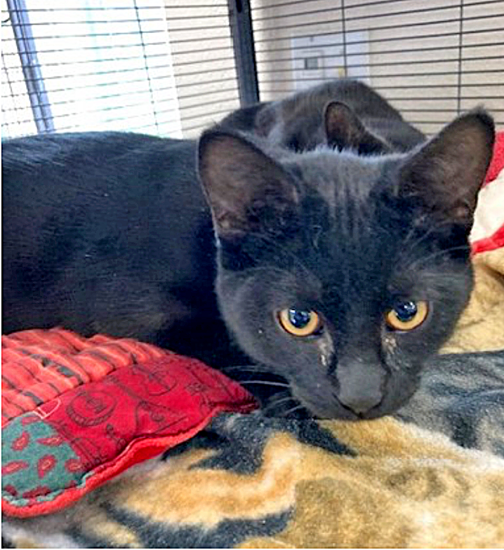 Animal Shelter Report: Meet Bernie: Our longest-stay girl, ready to go ...