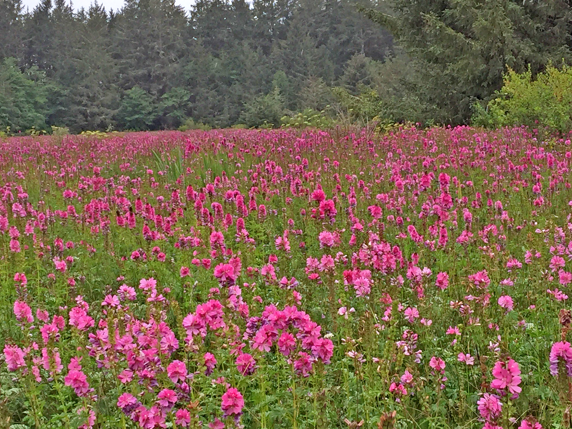 Saving the Gile Woods: Pioneer descendants dedicate a shoreline to ...