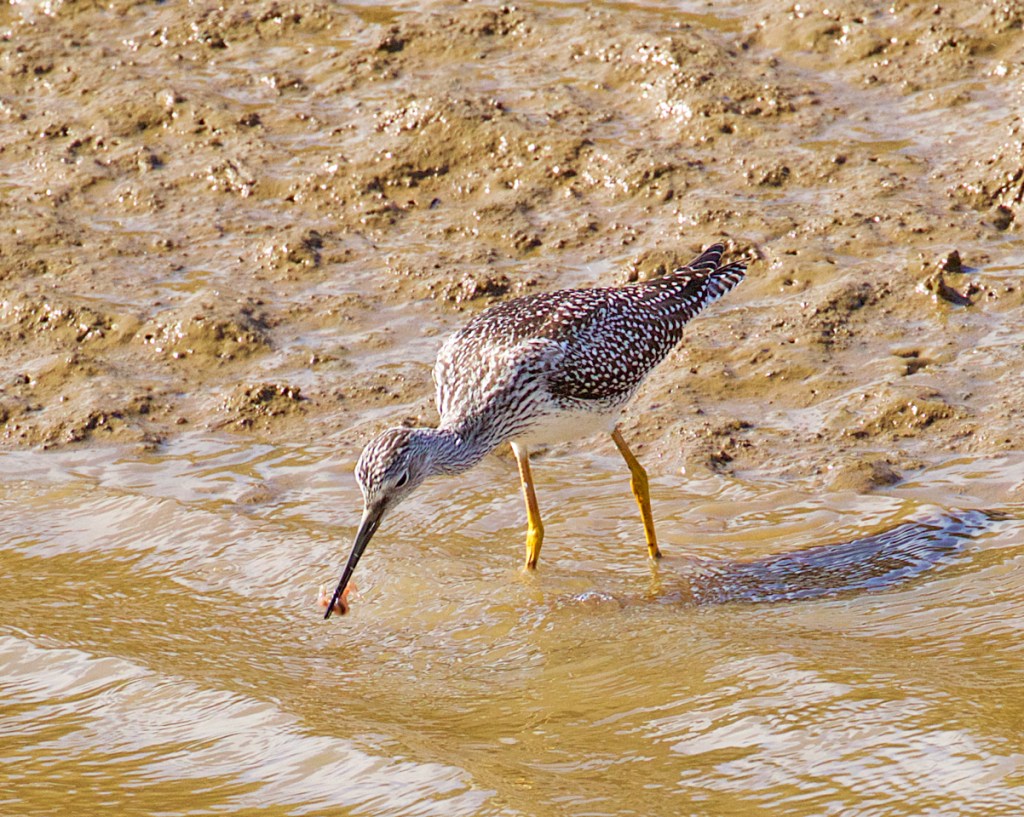 Saving the Gile Woods: Pioneer descendants dedicate a shoreline to ...