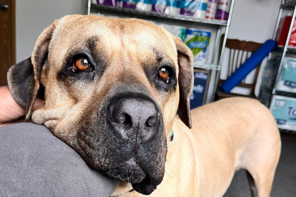 Animal Shelter Report: Meet Bernie: Our longest-stay girl, ready to go ...